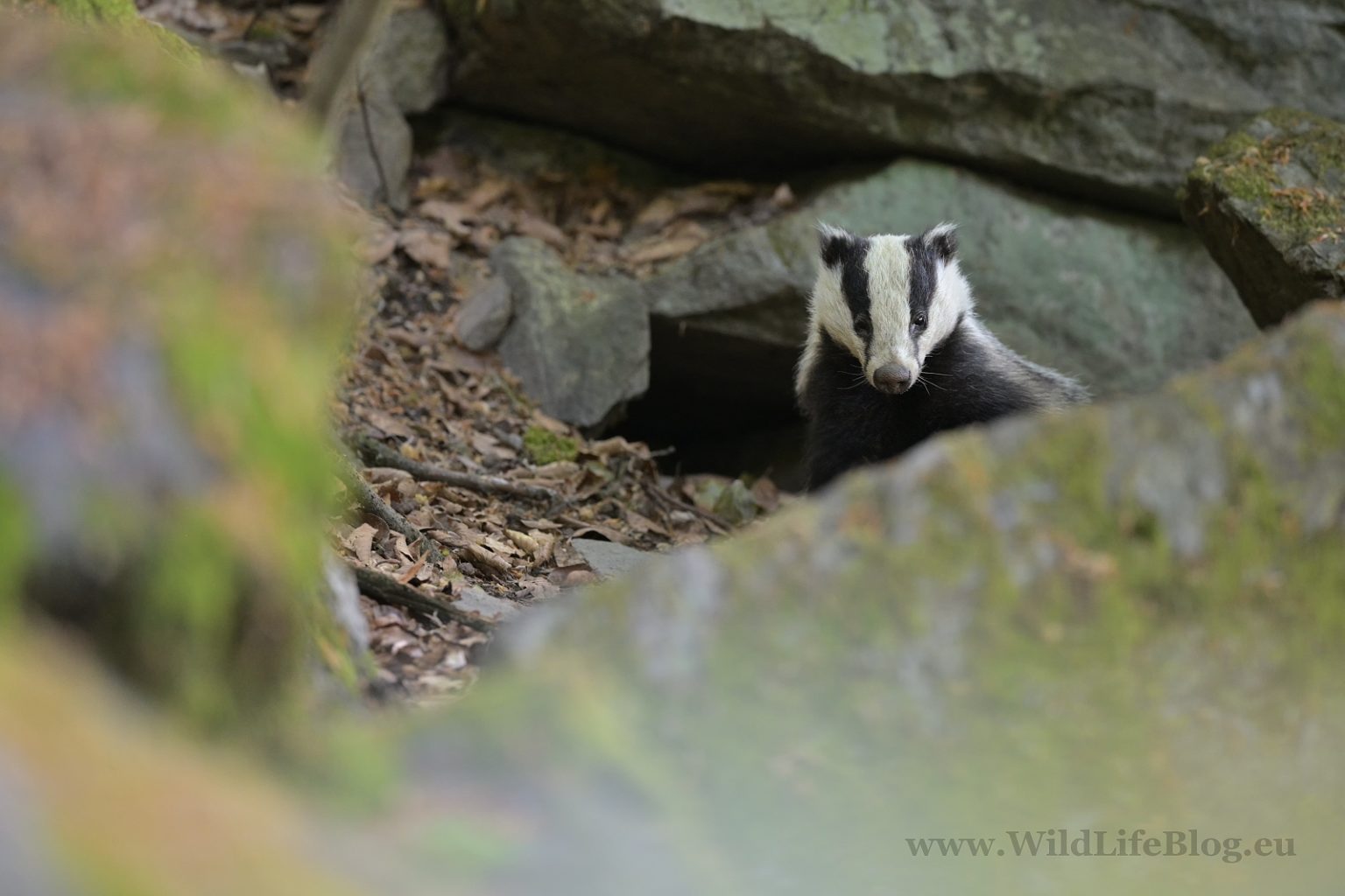 Tip: Ako na jazveca III. - WildLifeBlog