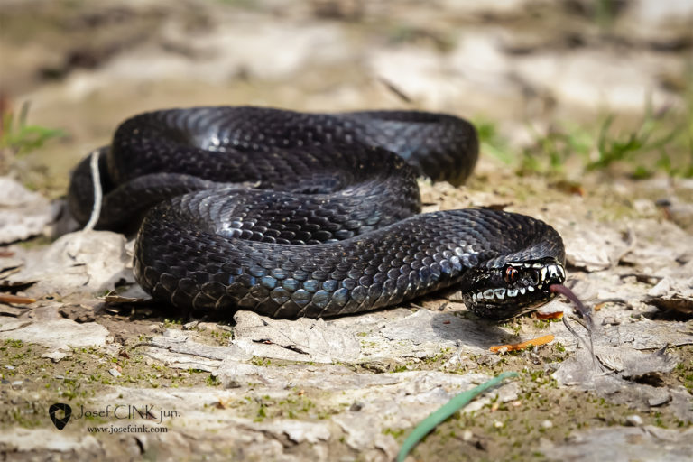 Fotoreport – Zmije obecná – WildLifeBlog