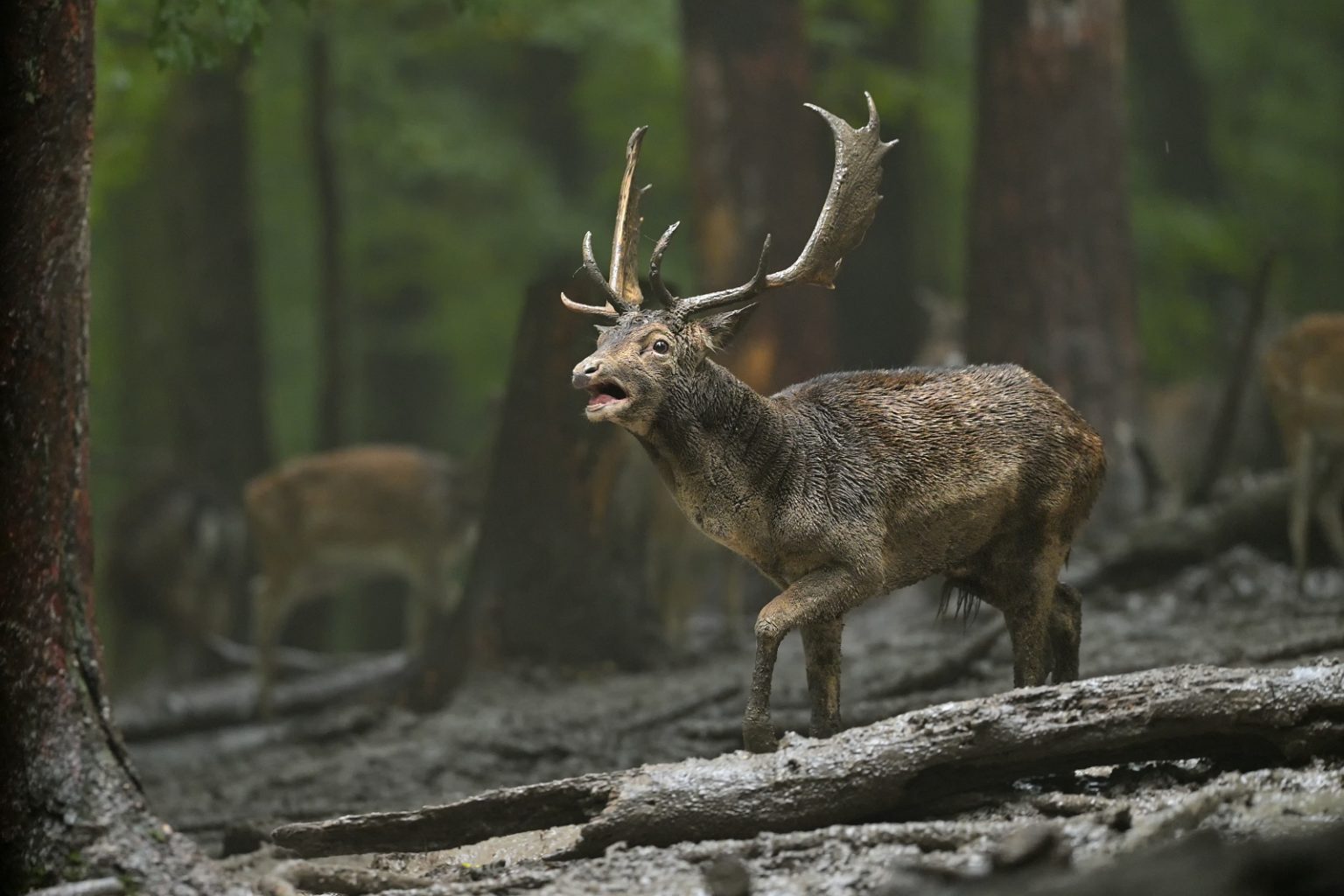 Daniel škvrnitý – ruja 2020 – WildLifeBlog