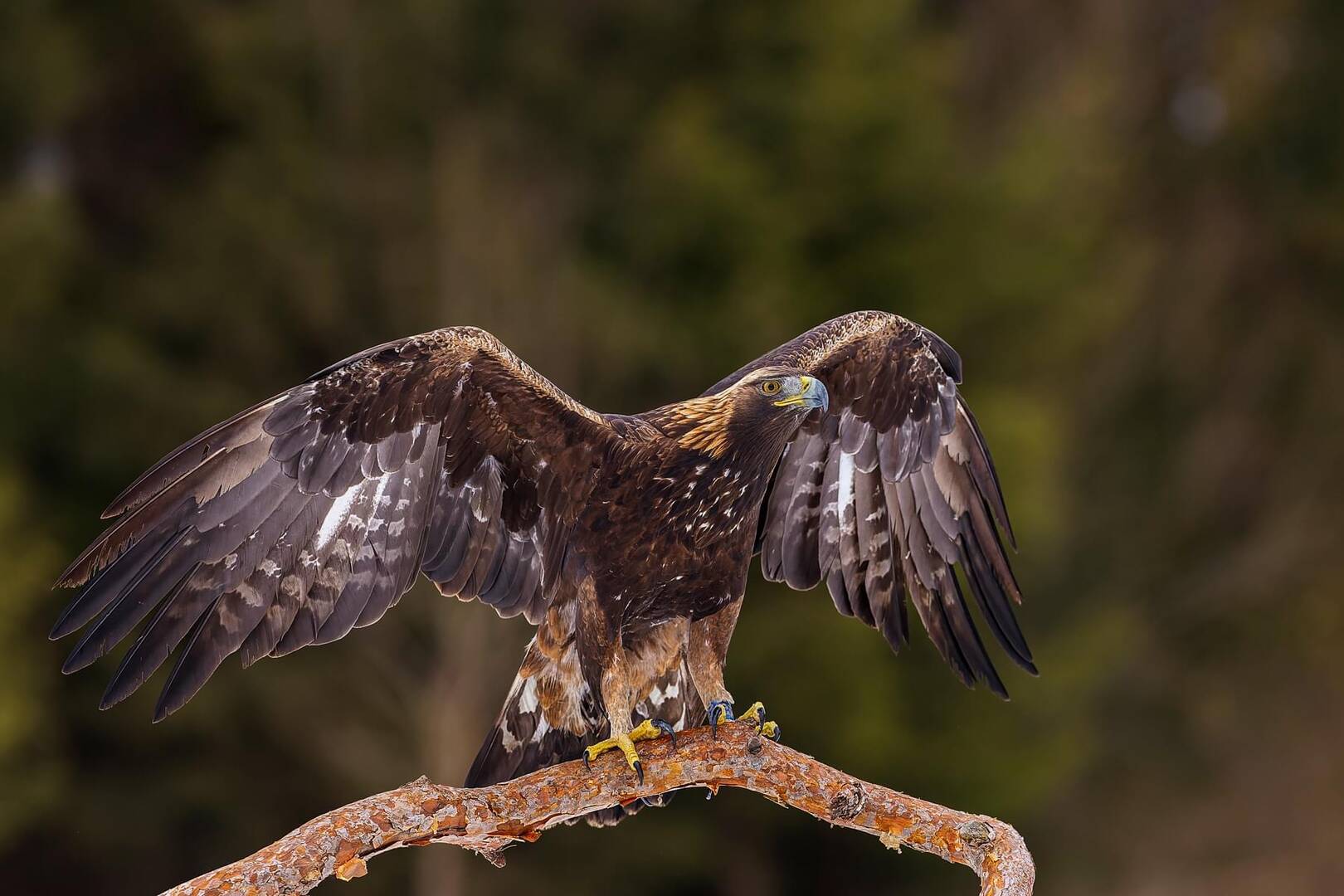Orol skalný – Aquila chrysaetos – VTÁKY – WildLifeBlog Forum