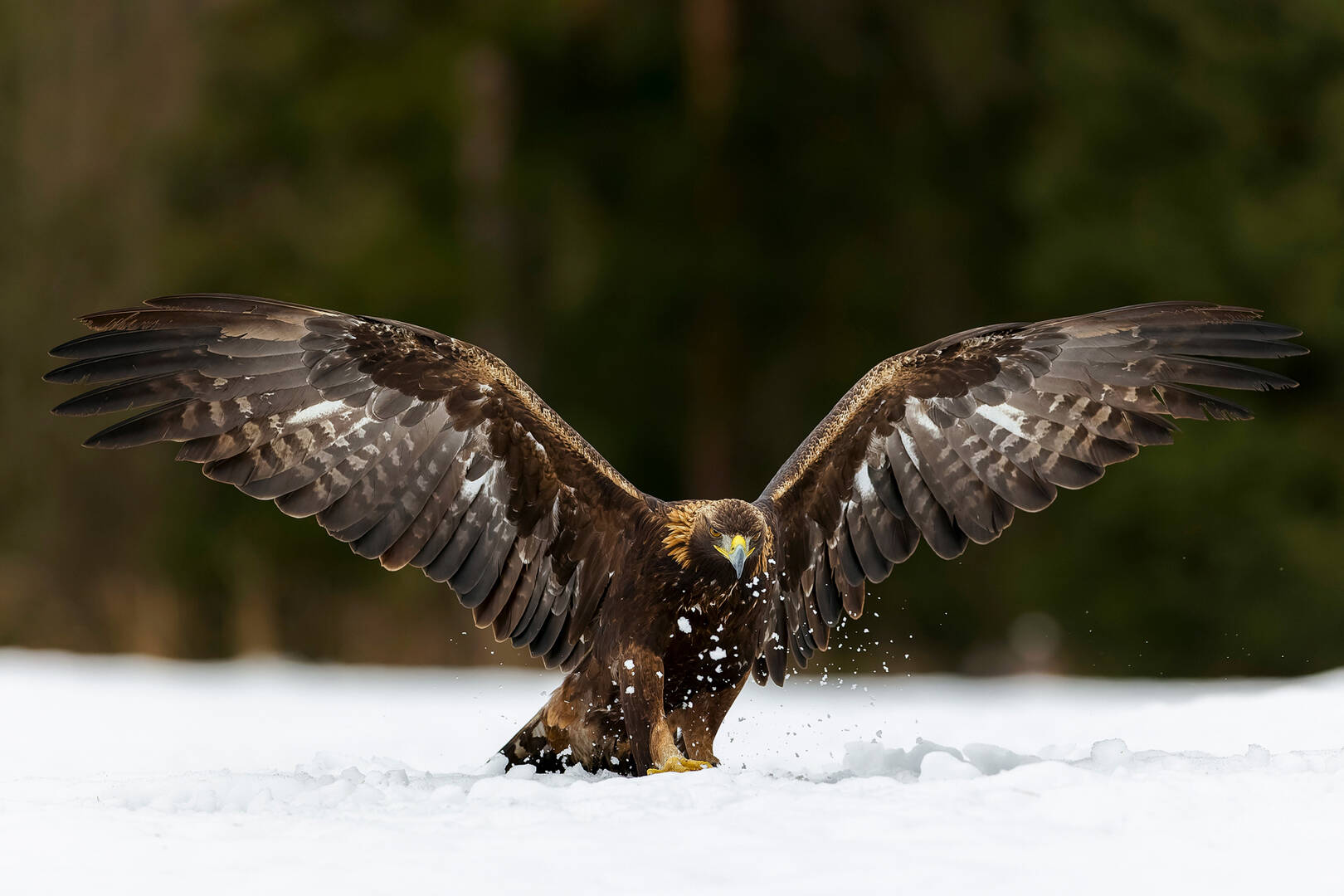 Orol skalný – Aquila chrysaetos – VTÁKY – WildLifeBlog Forum